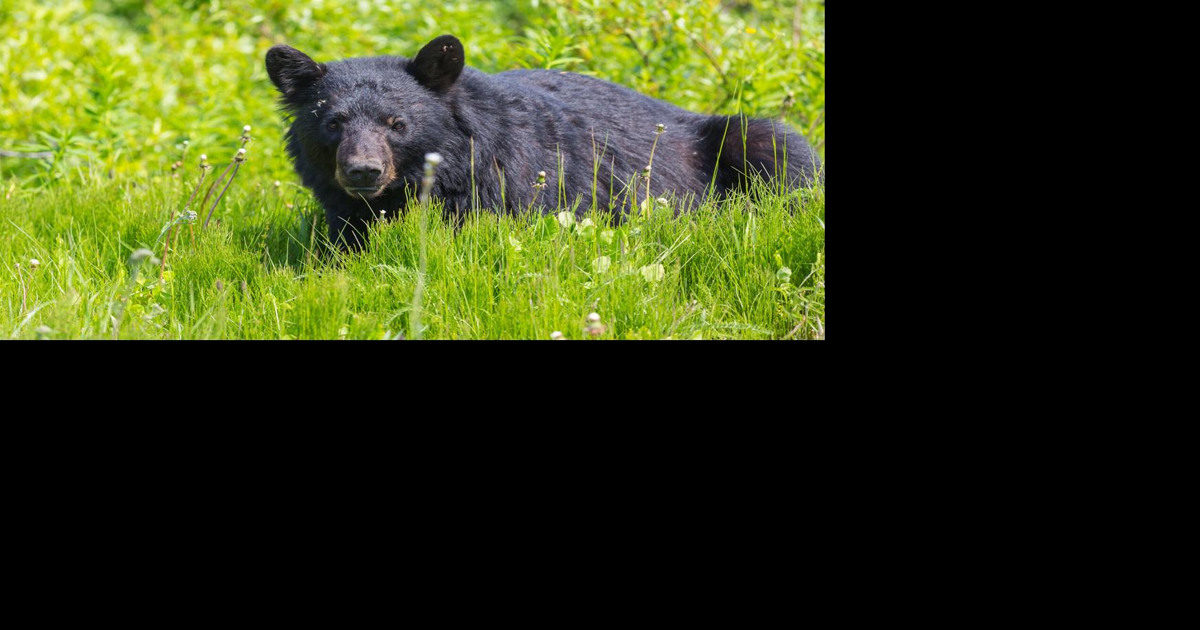 NCWRC: Be on lookout for black bears | Local Sports ...
