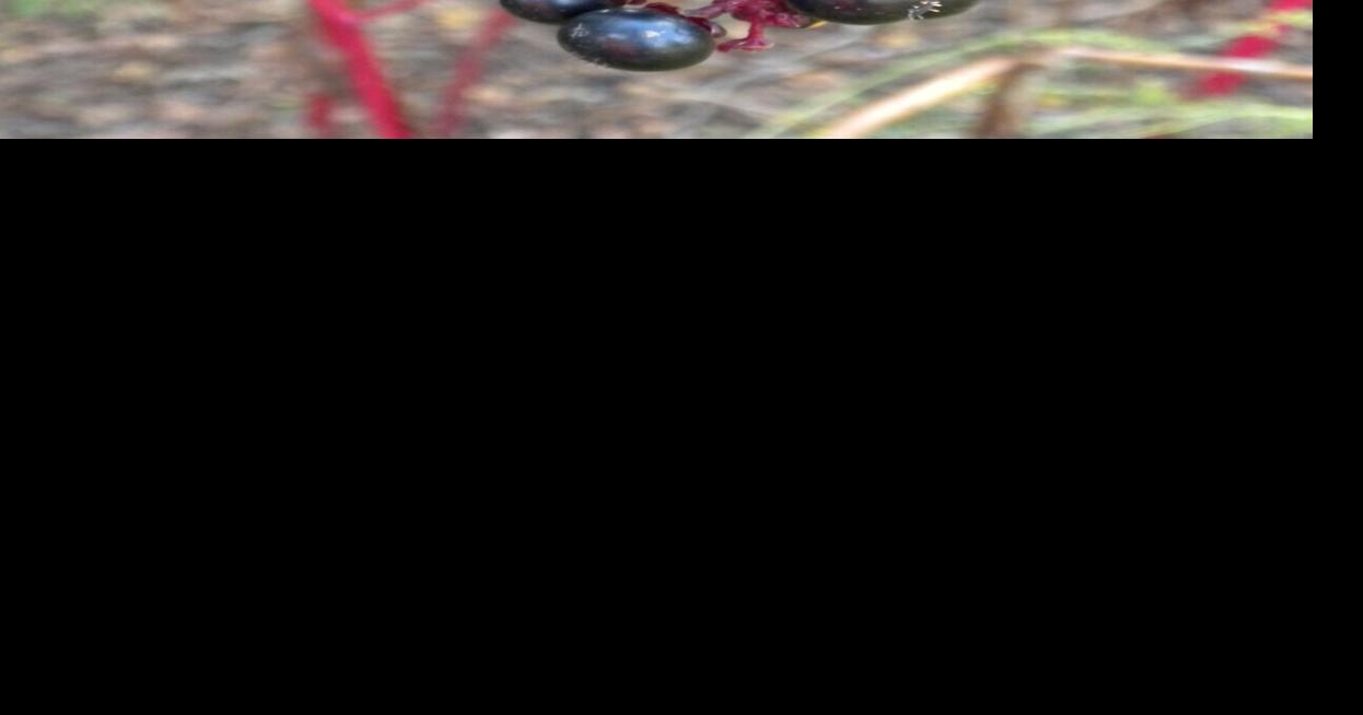 Mystery Plant: Common weed an interesting American native ...