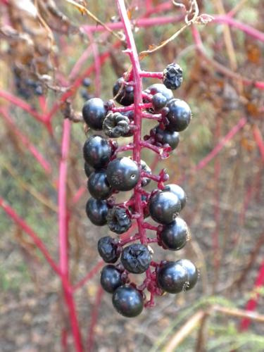 Mystery Plant: Common weed an interesting American native ...