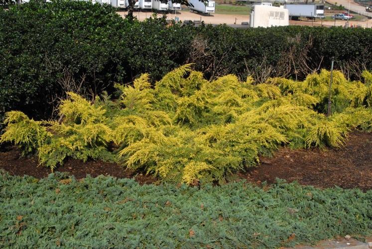 Matthew Stevens: Juniper can fill many landscape roles | Feature ...