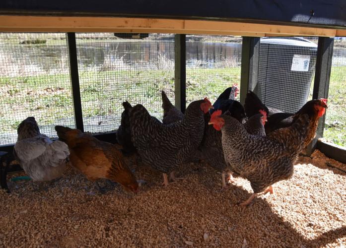 Family seeks to keep their chickens | Local News | rockymounttelegram.com