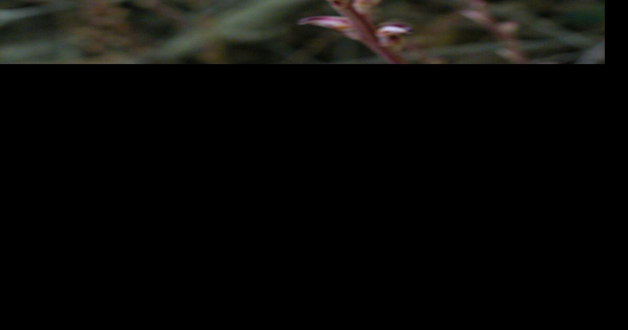 Parasite plant attaches itself to beech trees | | rockymounttelegram.com