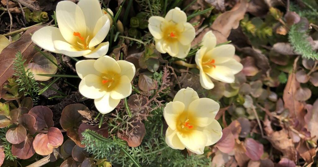 Matthew Stevens: Fall is the ideal time to plant flowering spring bulbs ...
