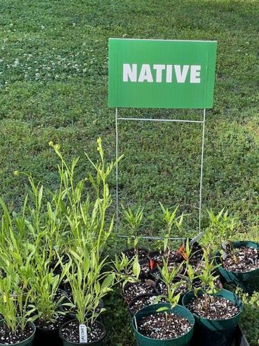 Master Gardener plant sale gets two green thumbs up | Feature Story ...