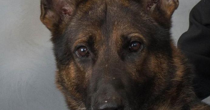 Tarboro police K-9 Titan dies unexpectedly | Local News ...