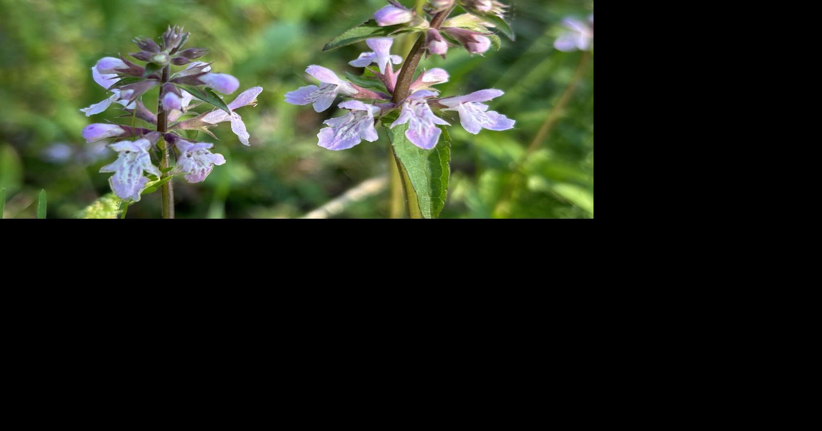 Mystery Plant: Perennial member of mint family viewed as weed by many ...