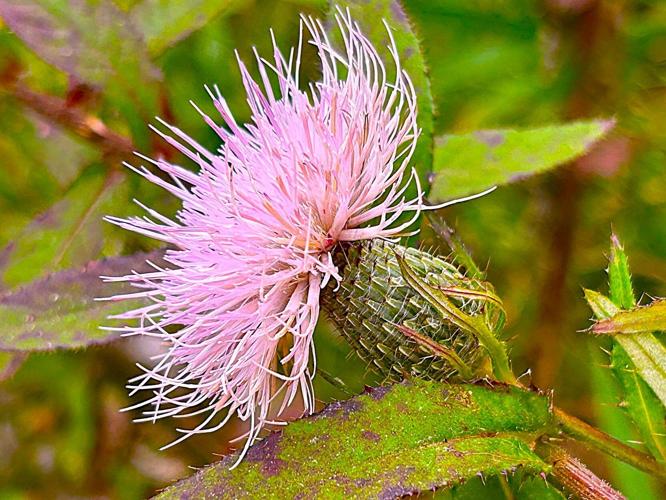 Mystery Plant: Native thistle a food source for bees, butterflies ...