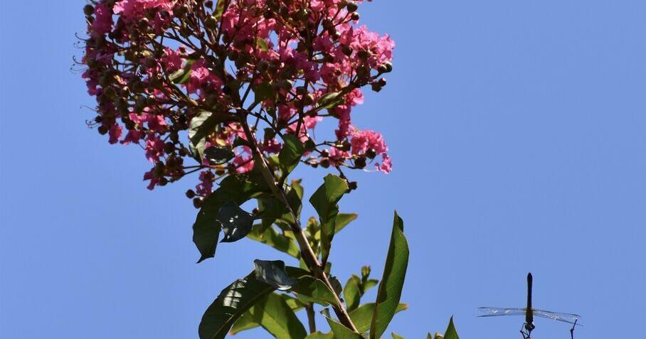 Prune crape myrtles carefully to enhance their natural shape | Feature ...