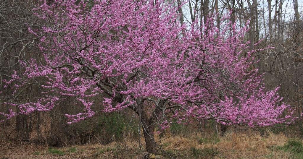Matthew Stevens: Blooming redbud trees are a sign of spring | Feature ...