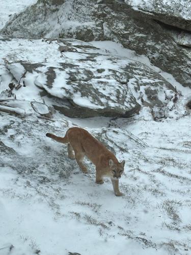 Experience winter wonder at Grandfather Mountain | State ...