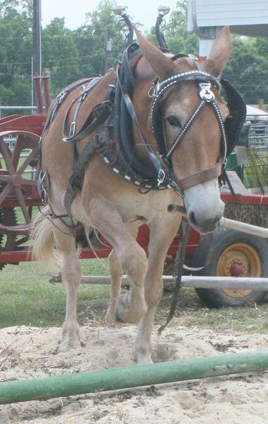 Horace the Mule rides yet again | Feature Story | rockymounttelegram.com