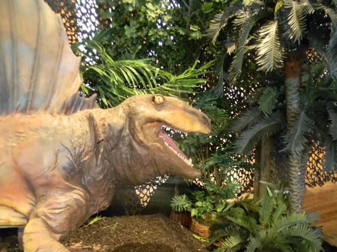 Dinosaurs invade museum | Multimedia | rockymounttelegram.com
