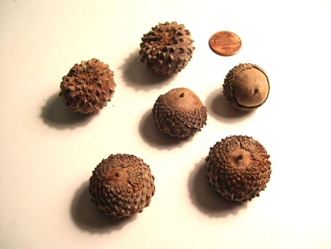 Mystery Plant: Towering oak produces acorns that set it apart from ...