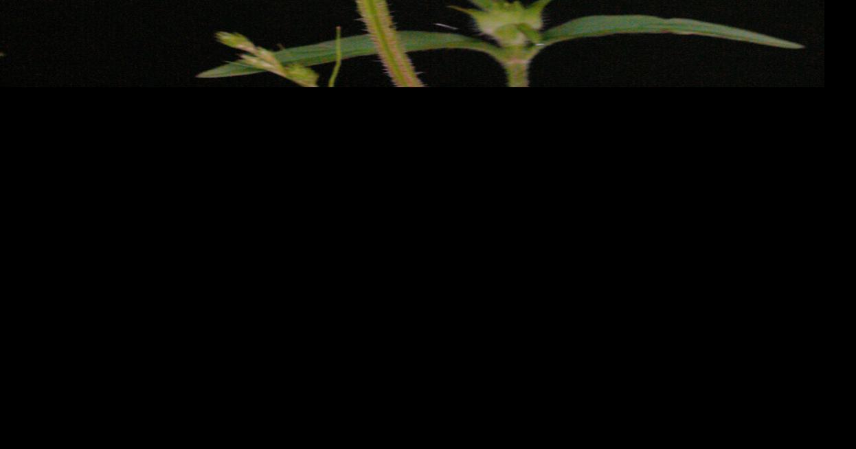 Mystery Plant: Attractive, perennial species is member of mint family ...