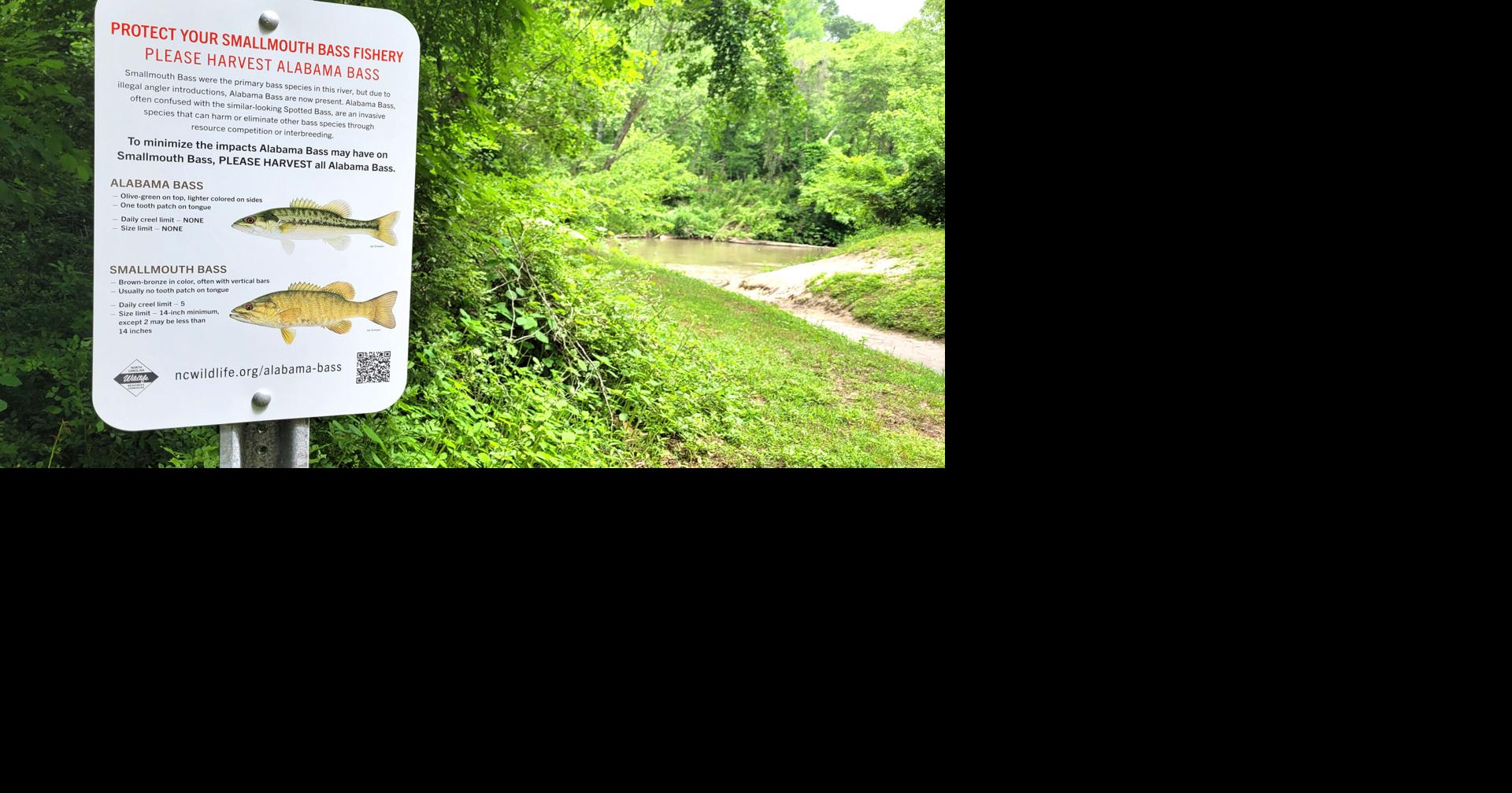 NCWRC: Help reduce threat from Alabama bass | Local Sports ...