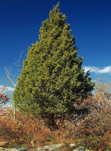 Matthew Stevens: Juniper can fill many landscape roles | Feature ...