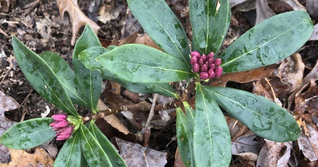 Matthew Stevens: Daphne odora hard to grow, but blooms and fragrance ...