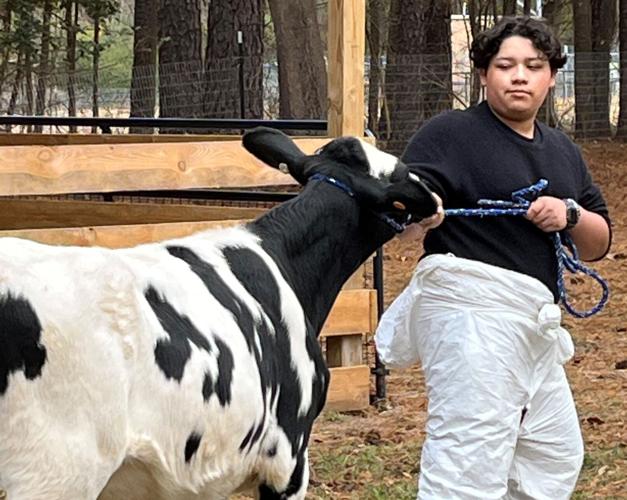 Students prepare for livestock show | Local News | rockymounttelegram.com