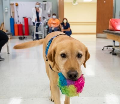 New service dog joins ECU Health Medical Center team ...
