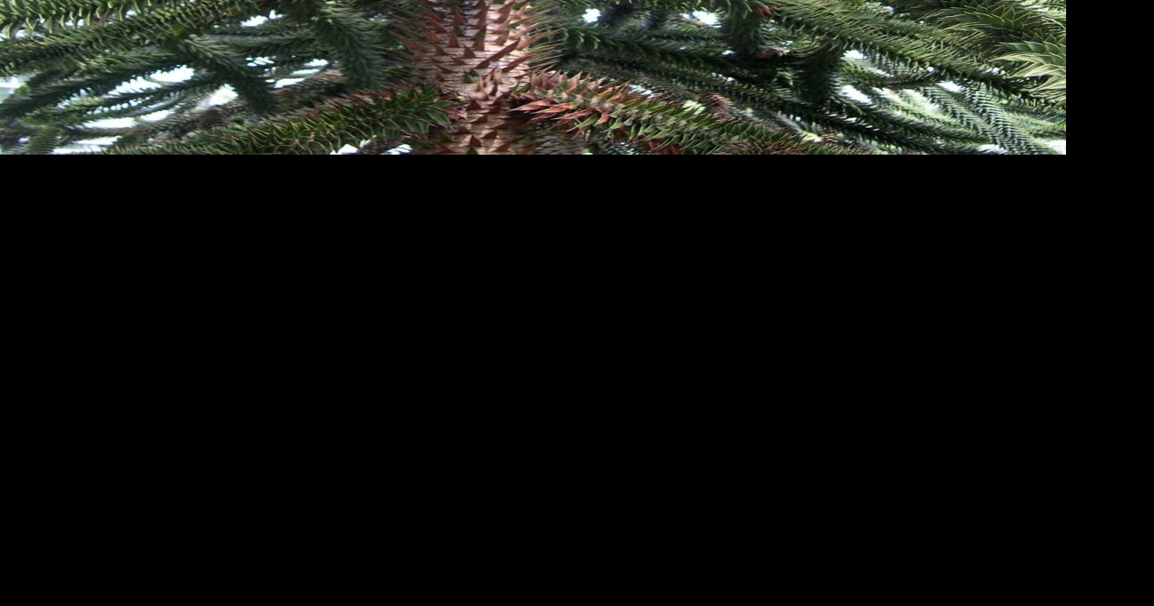 Look sharp: Striking conifer is full of prickly edges ...