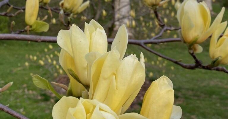 Matthew Stevens: Magnolia cultivar's traits make it stand out among its ...