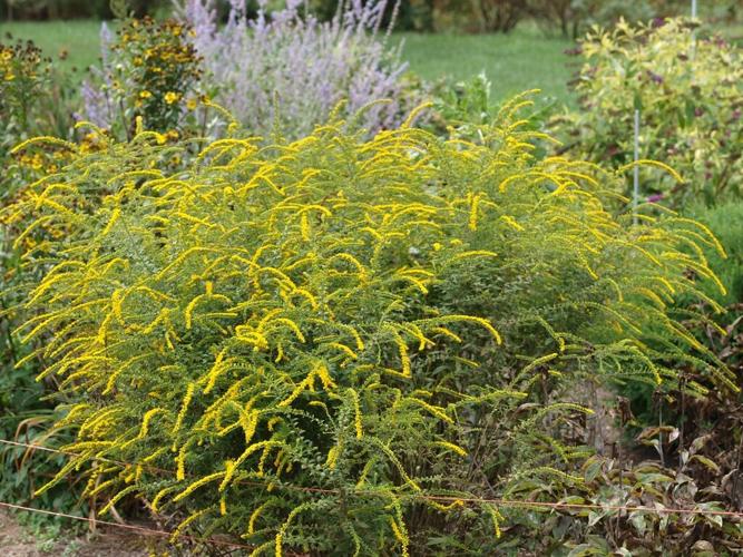 Matthew Stevens: Goldenrod an option for your fall garden | Feature ...