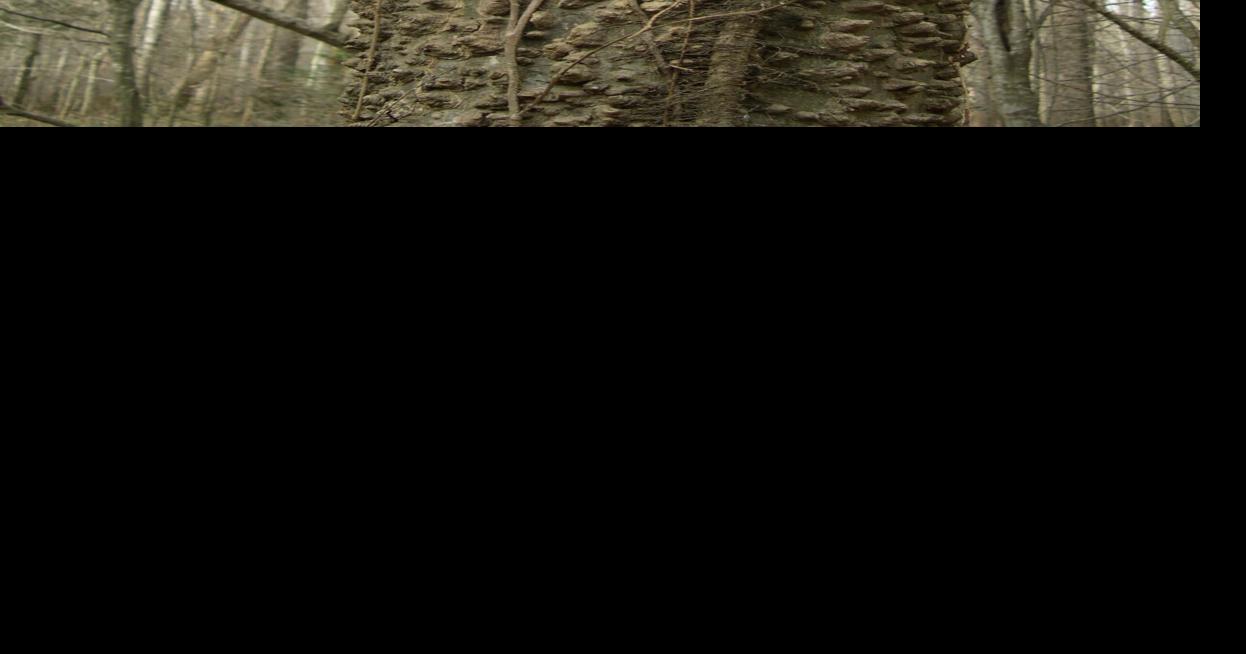 Mystery Plant: Tree's most distinctive feature is rough, knobby bark ...