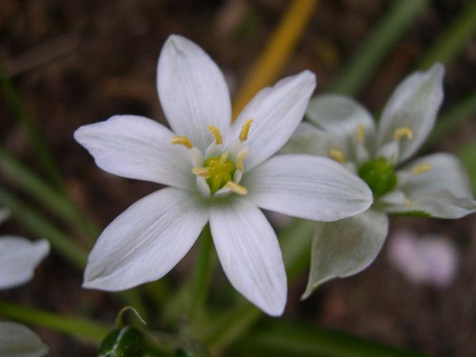 Mystery Plant: Charming plant is actually a weed and a bit toxic ...