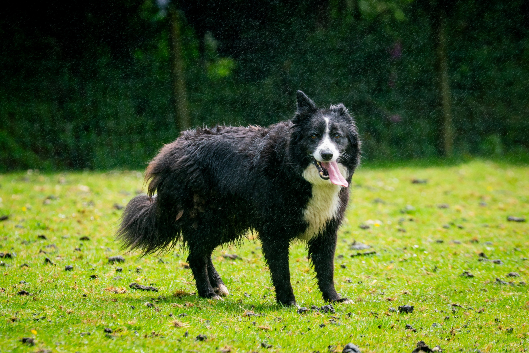 Farmer shocked over complaints about his dog bothering own sheep ...