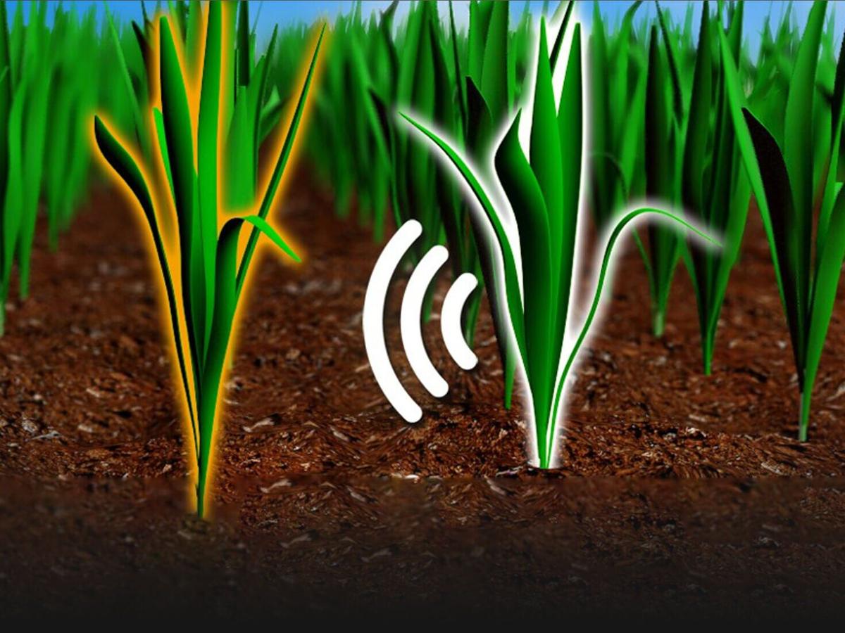 Plants ‘spy’ on their neighbors by sniffing out growth spurts ...