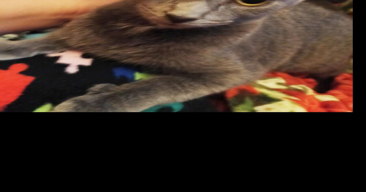 Pet of the Week: January 6 | Local News | rrdailyherald.com