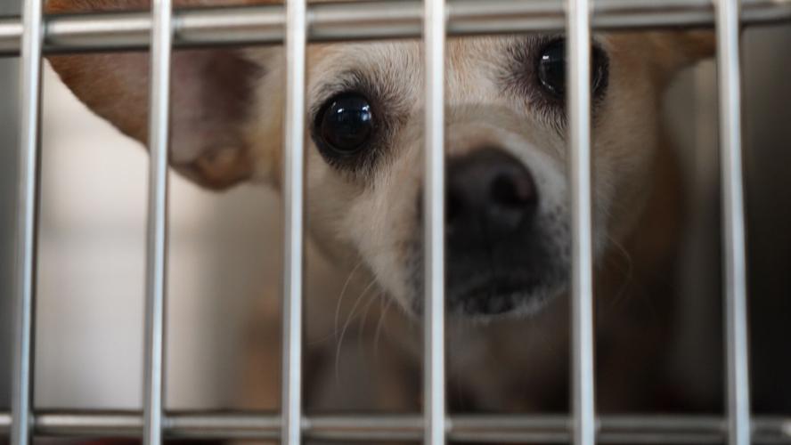 Herald Angel: Facility closing, Rainbow Rescue continues with foster ...