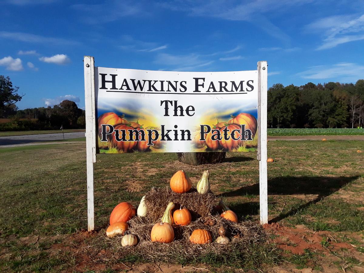 The Pumpkin Patch at Hawkins Farms: Family farm offers fresh produce ...