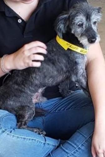 Pet of the Week: August 21-22 | Local News | rrdailyherald.com