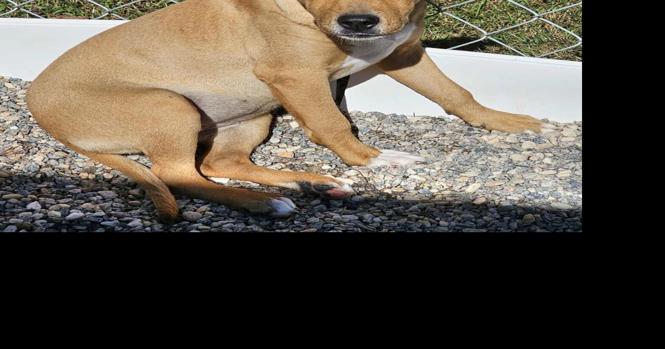 Pet of the Week: October 11 | Local News | rrdailyherald.com