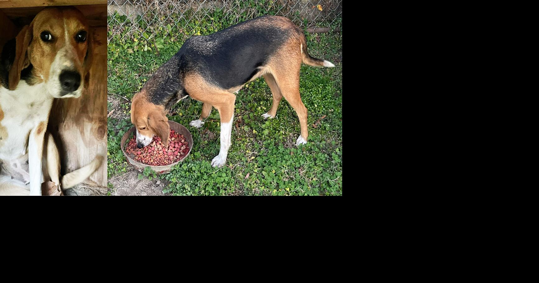 Pet of the Week: January 24 | Local News | rrdailyherald.com