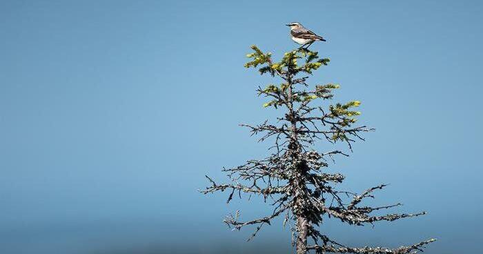 Climate change causing birds to move higher up mountains | National ...