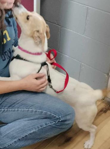 Pet of the Week: December 23 | Local News | rrdailyherald.com