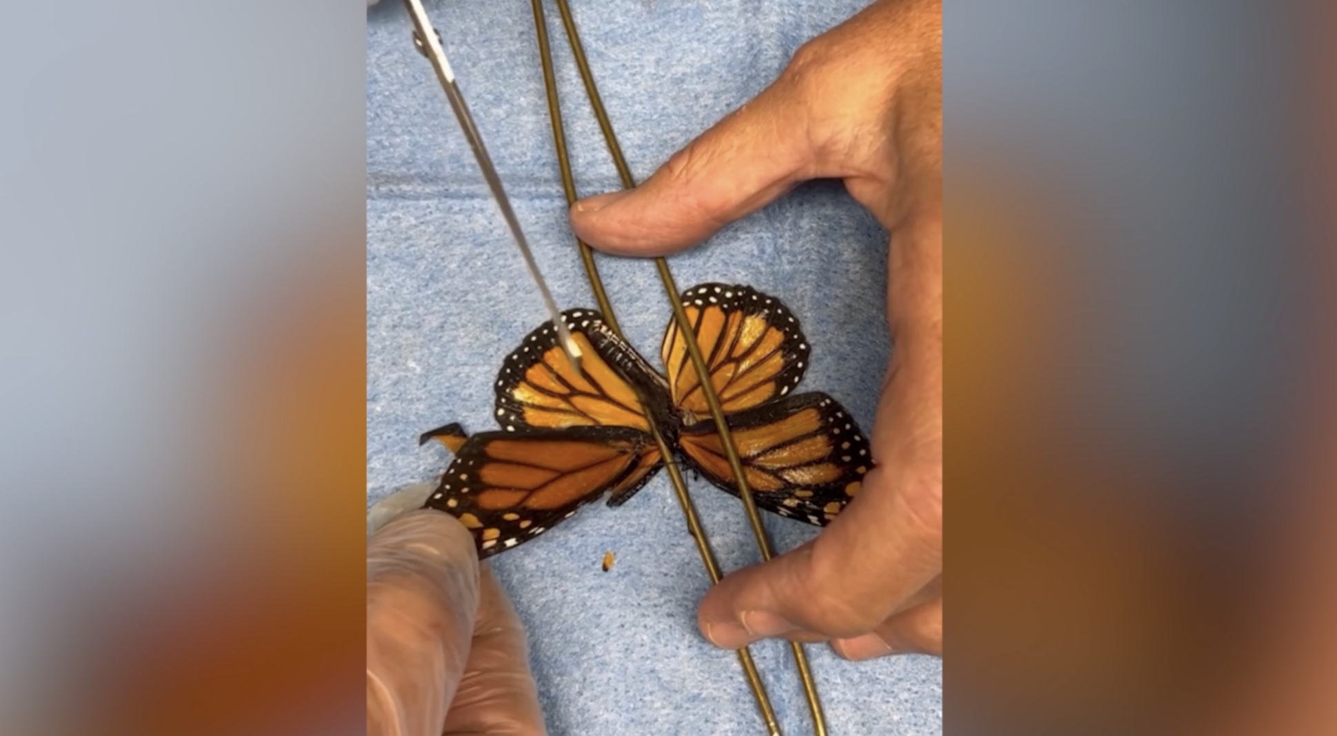Hurt butterfly can fly again after miraculous wing transplant ...