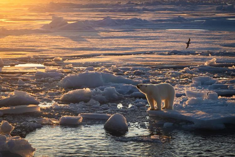 Polar bears in better shape than 25 years ago despite sea ice losses ...