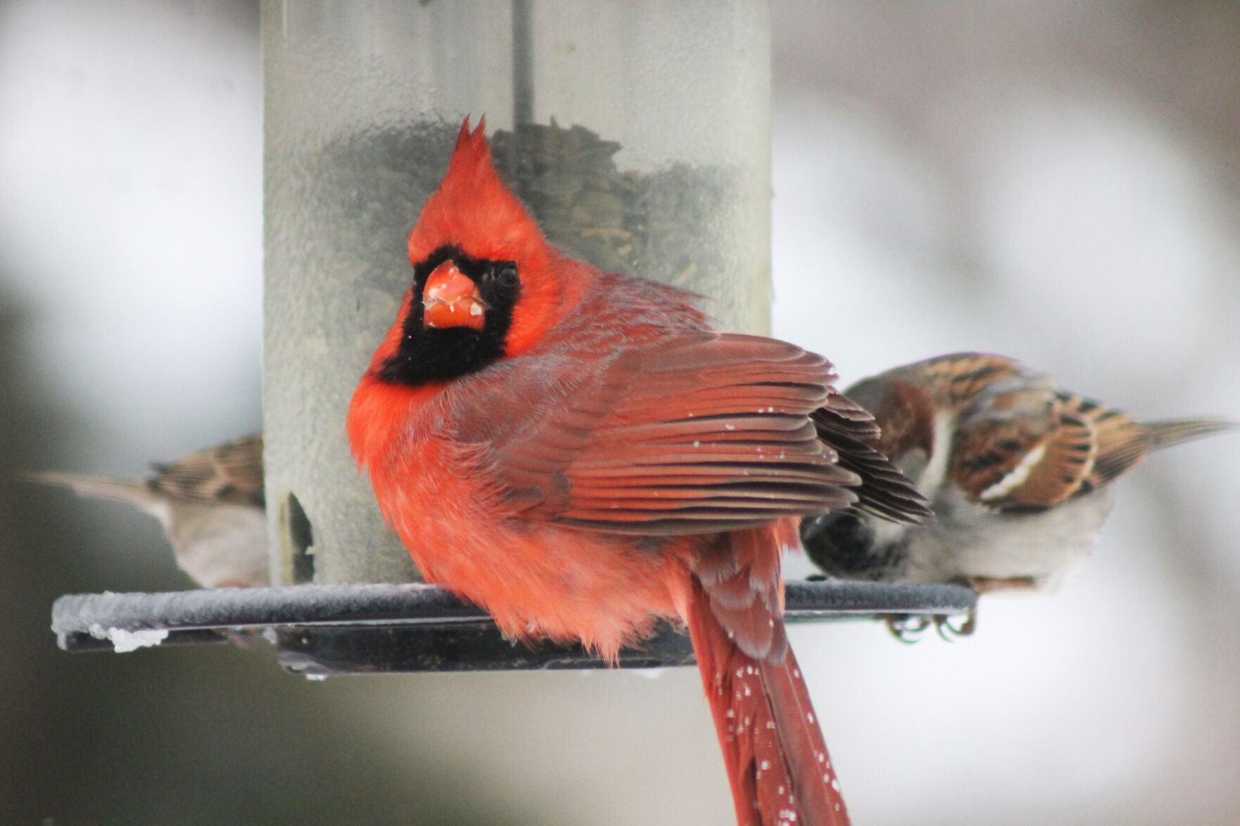 Cardinal brightens a gray winter day | Local News | rrdailyherald.com