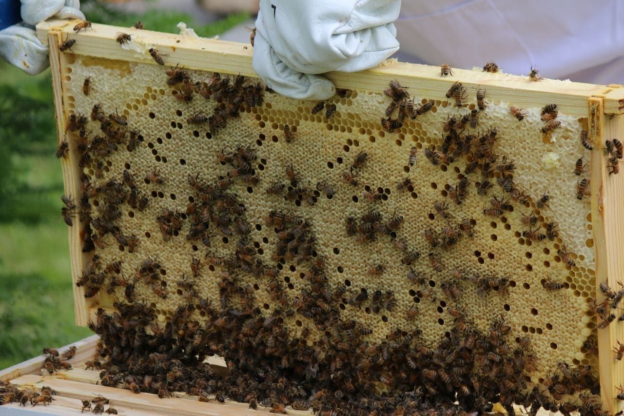 How honeybees make ‘baby food’ for their larvae | National ...