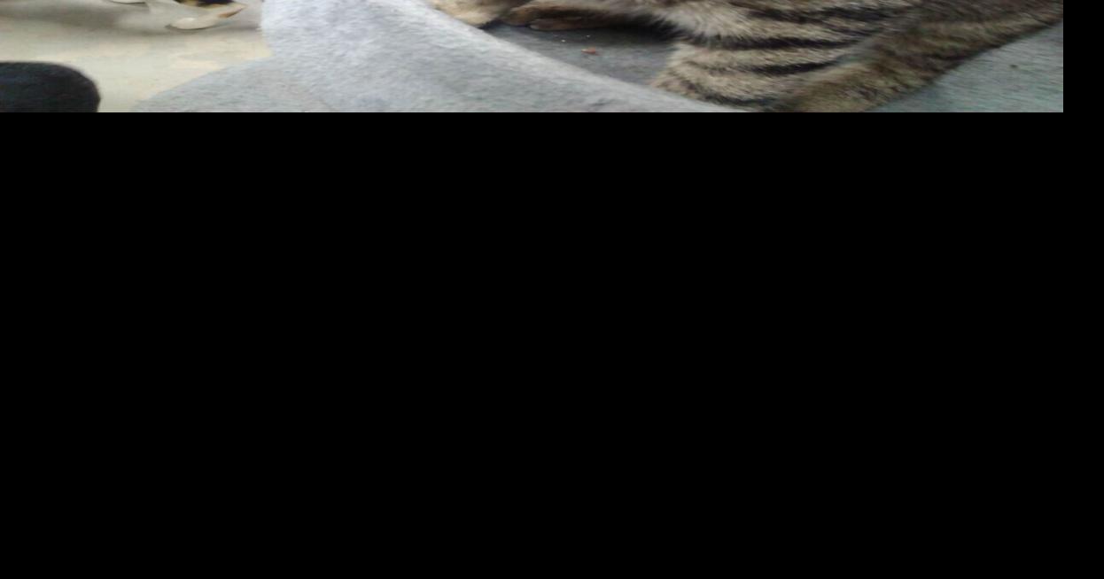 Pet of the Week: April 18 | Local News | rrdailyherald.com