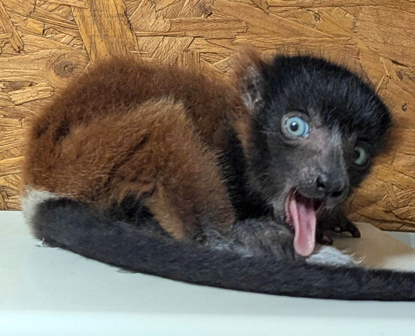 Rare lemur quadruplets born at zoo | National | rrdailyherald.com