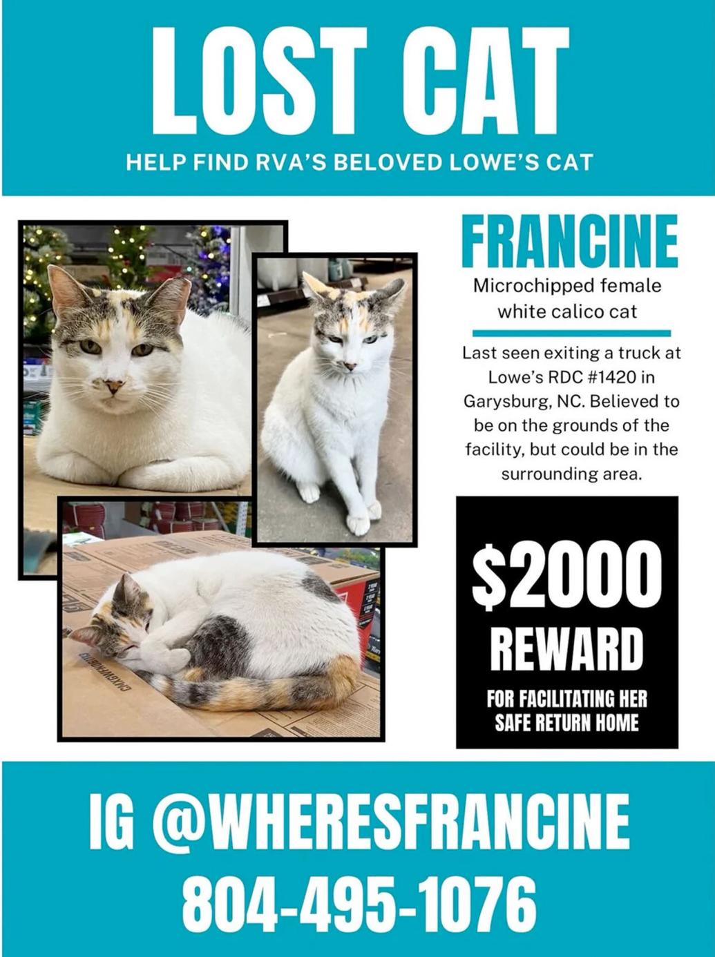Beloved ‘Lowe’s Cat’ Francine missing from Richmond | Local News ...