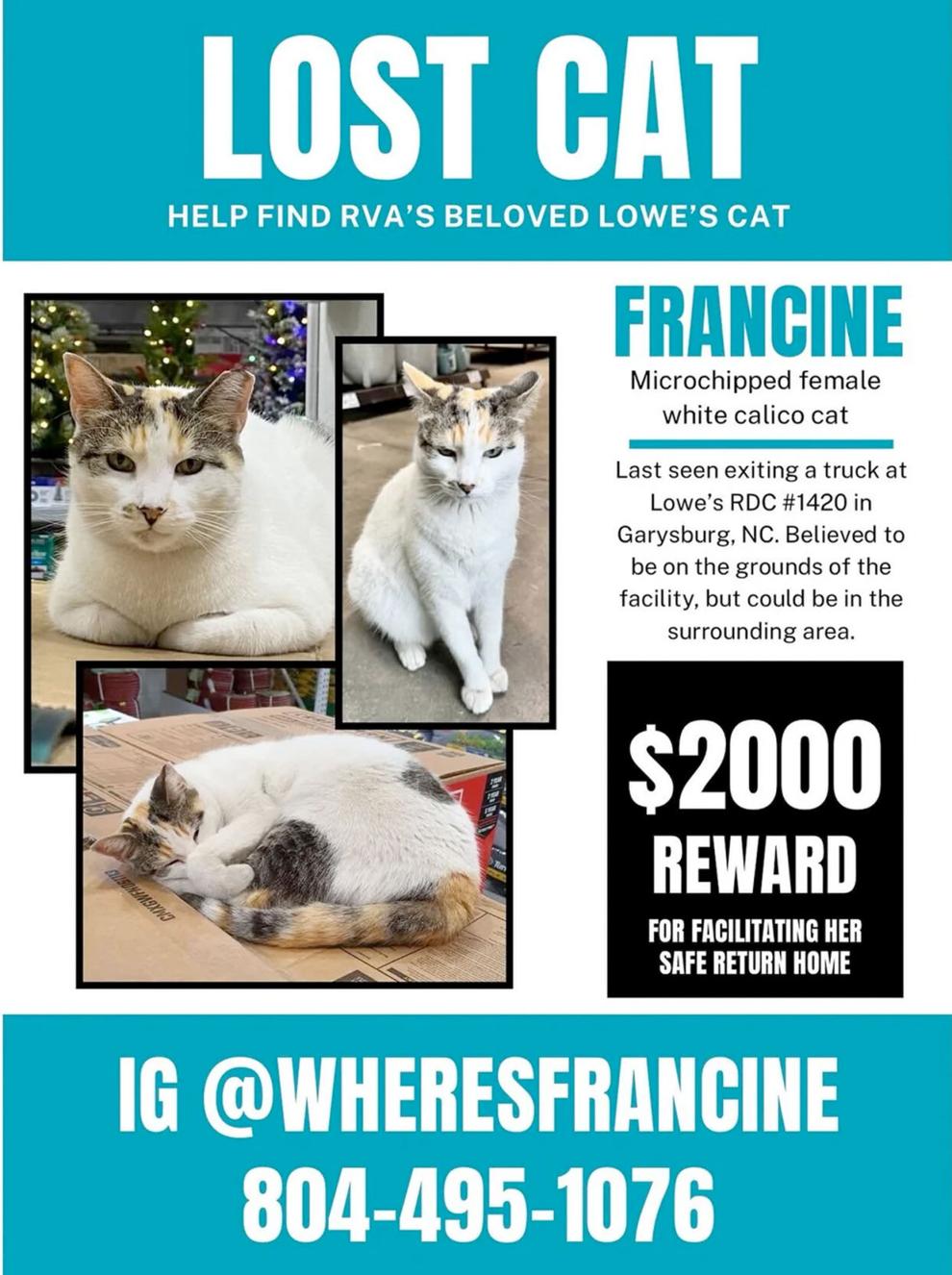 Beloved ‘Lowe’s Cat’ Francine missing from Richmond | Local News ...