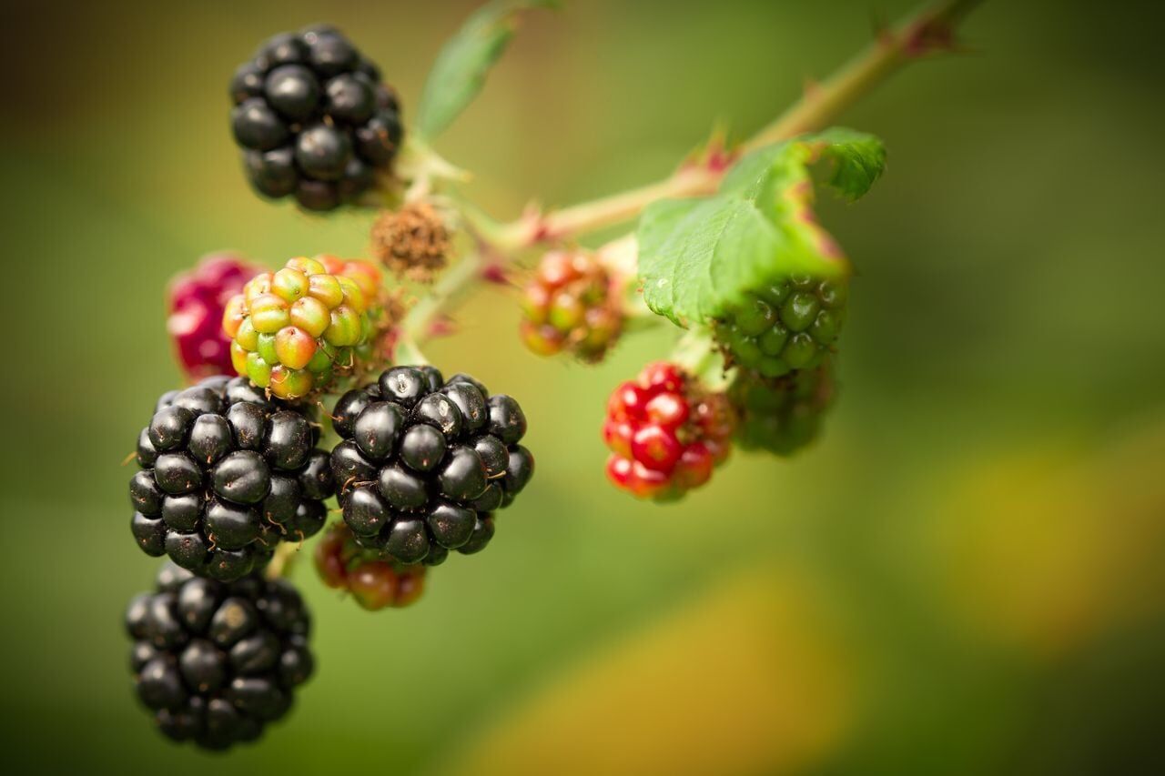 Which fruits are best to eat for better heart health? | Health ...