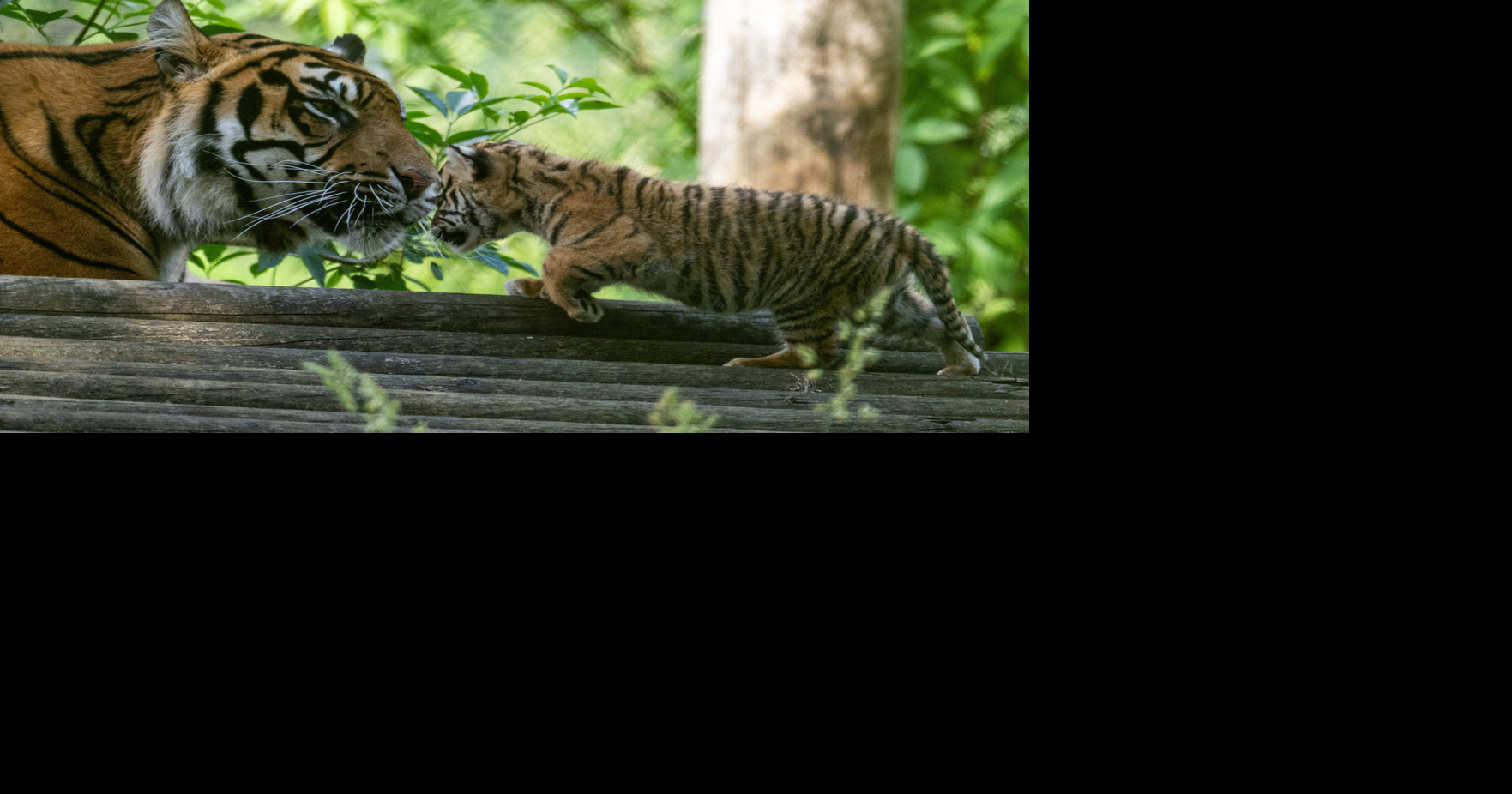 Birth of endangered tiger cubs huge win for conservation | National ...