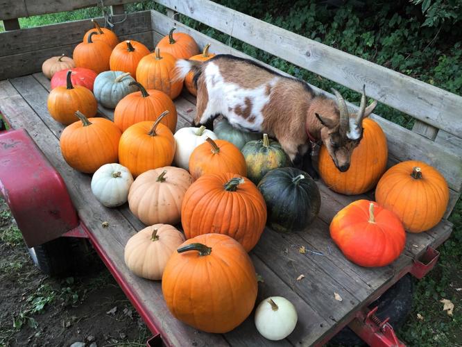 Everything you need to know about pumpkins, from a UVM Extension ...