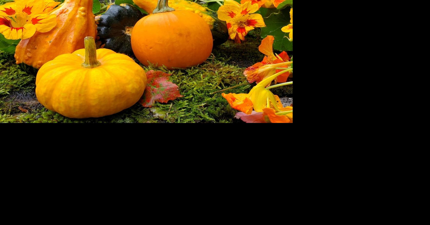 How to make the most of decorative gourds, according to a UVM Extension ...